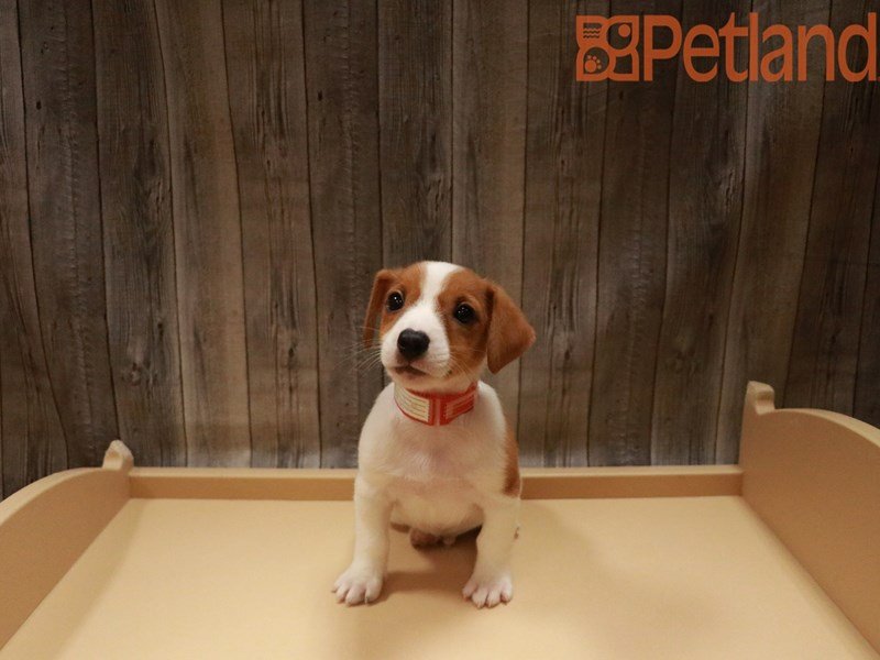 Jack Russell Terrier Puppy brown/white ID:27553 Located at Petland ...