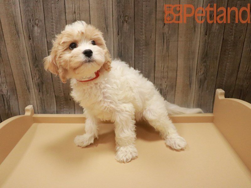 Cavachon Puppy White / Cream ID:27569 Located at Petland Racine, Wisconsin