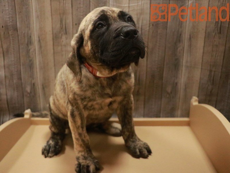 English Mastiff Puppy Brindle ID:27653 Located at Petland Racine, Wisconsin