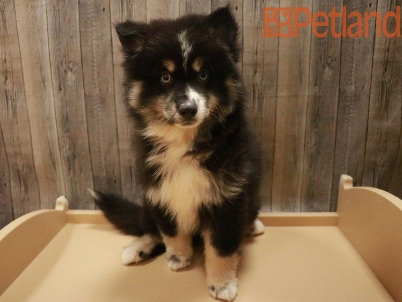 Pomsky Puppy Black ID:27700 Located at Petland Racine, Wisconsin