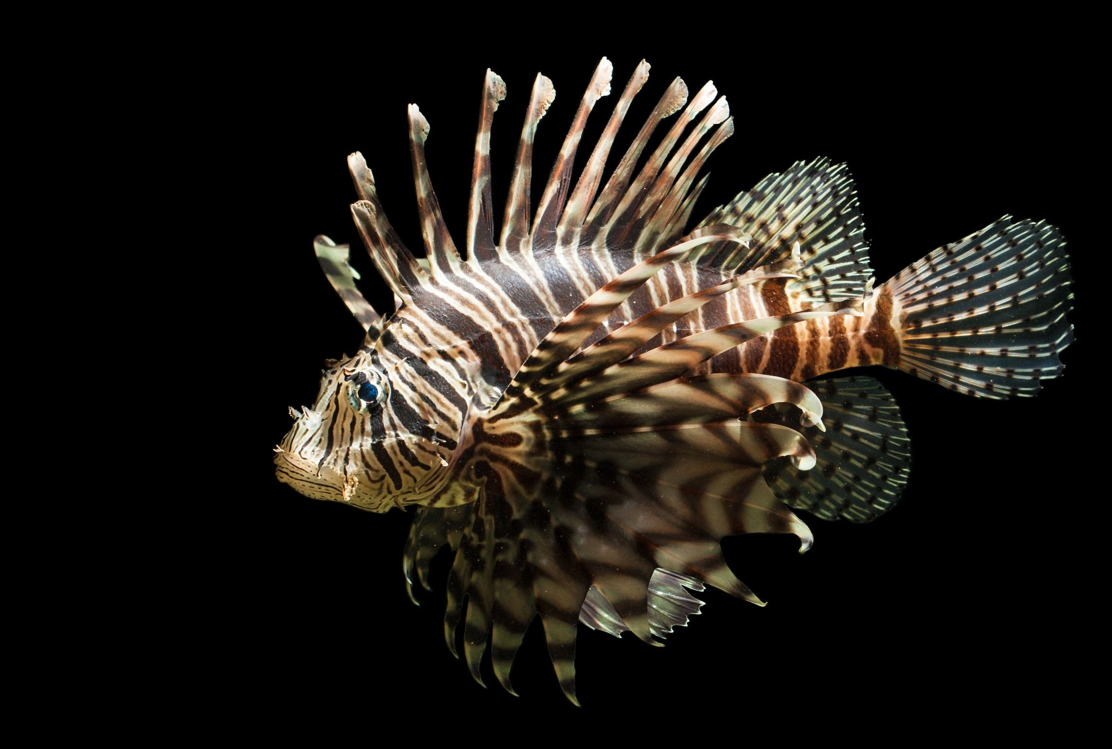 Black Volitan Lionfish – Petland Racine, WI