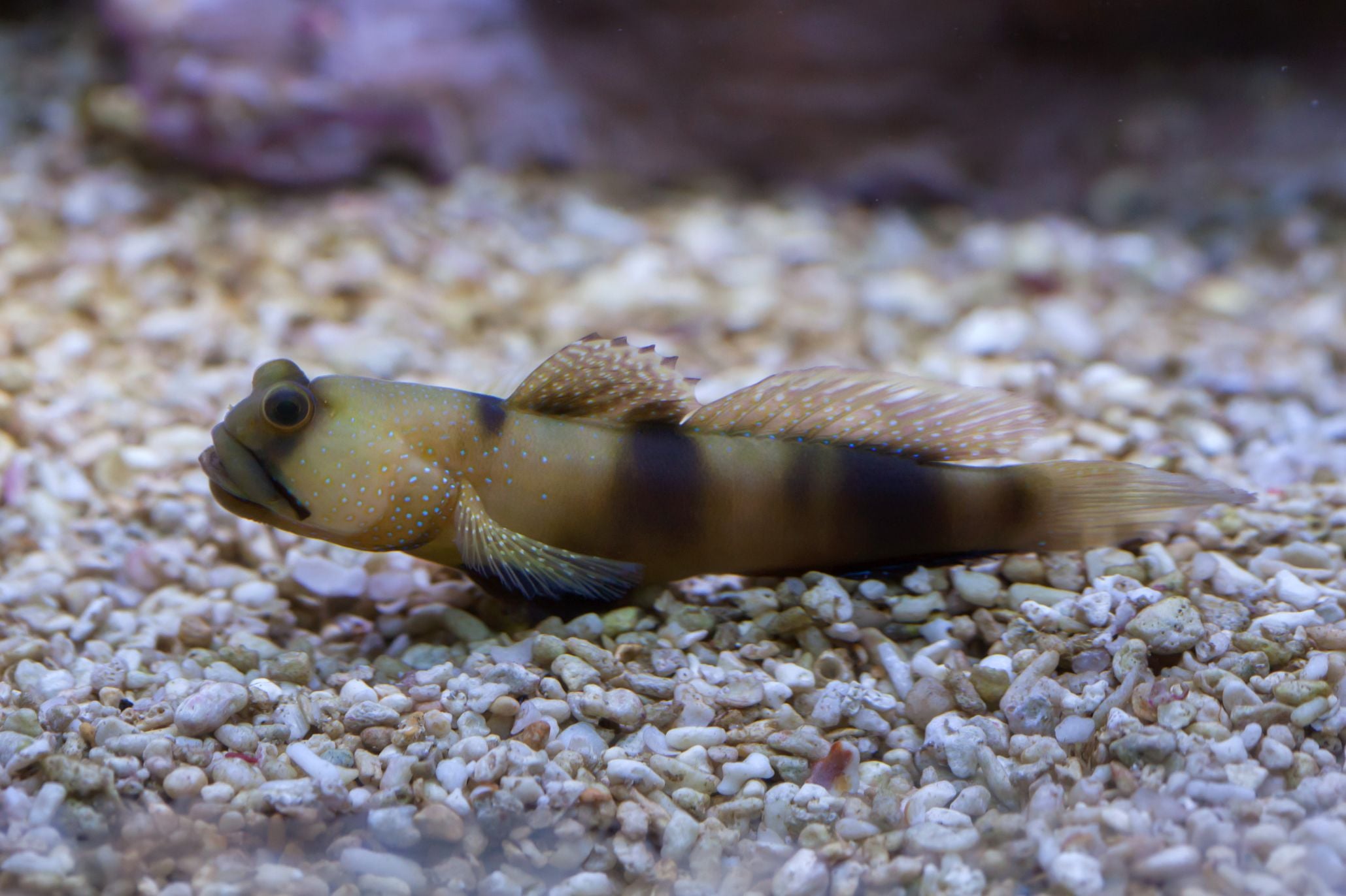 Blue Spot Watchman Goby – Petland Racine, Wisconsin