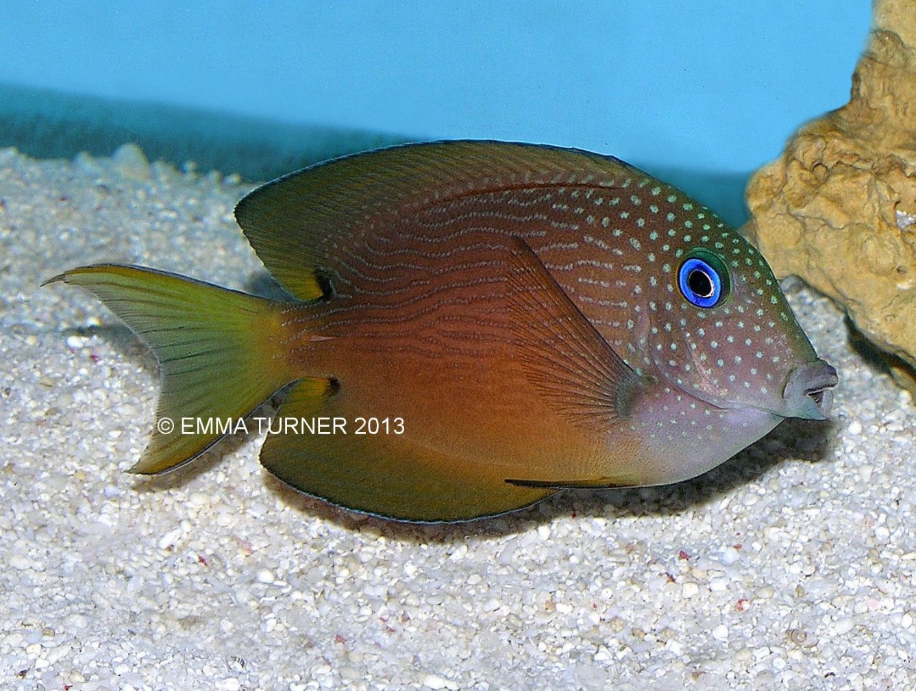 Blue Eye Tang – Petland Racine, WI