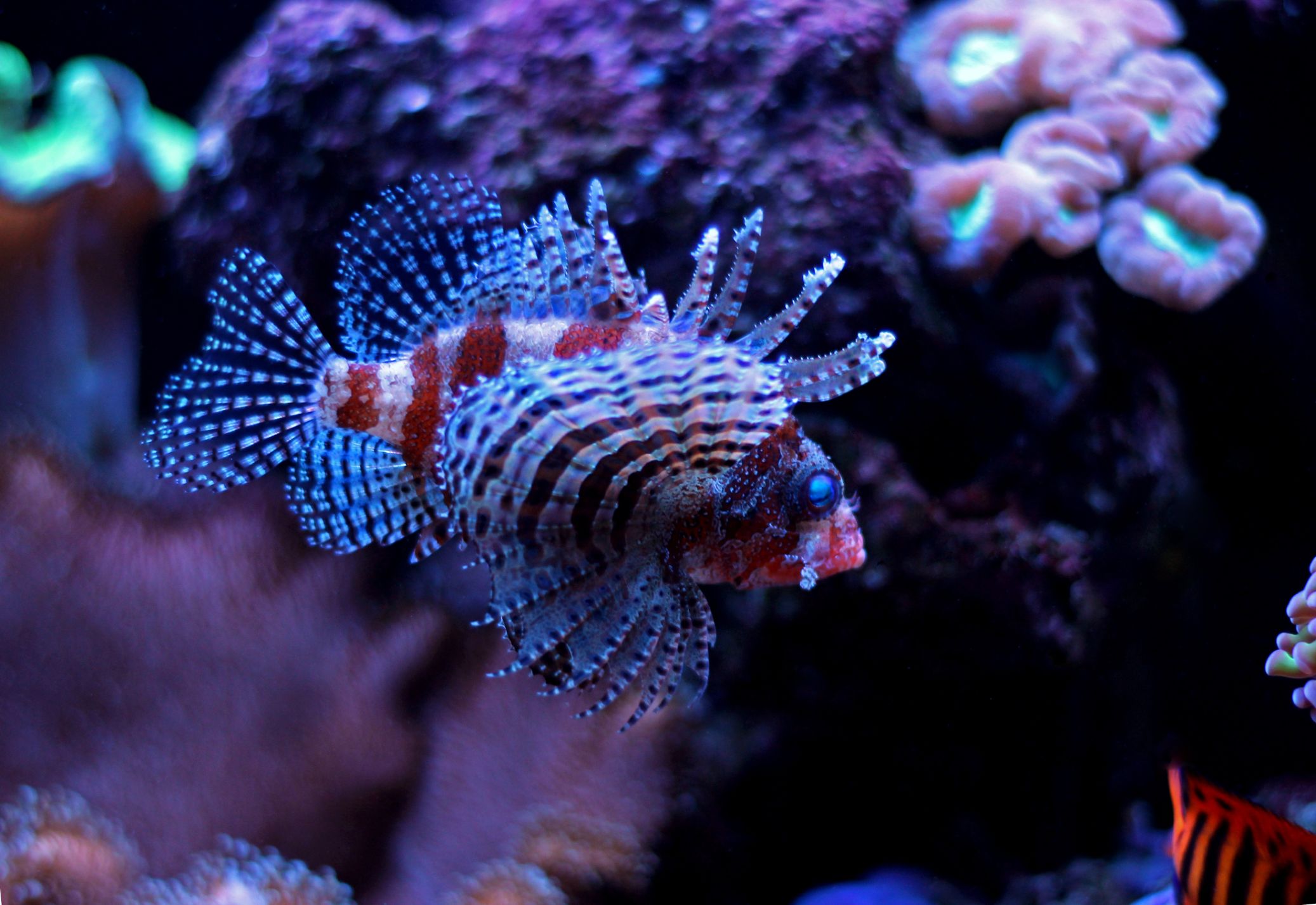 Dwarf Fuzzy Lionfish – Petland Racine, Wisconsin