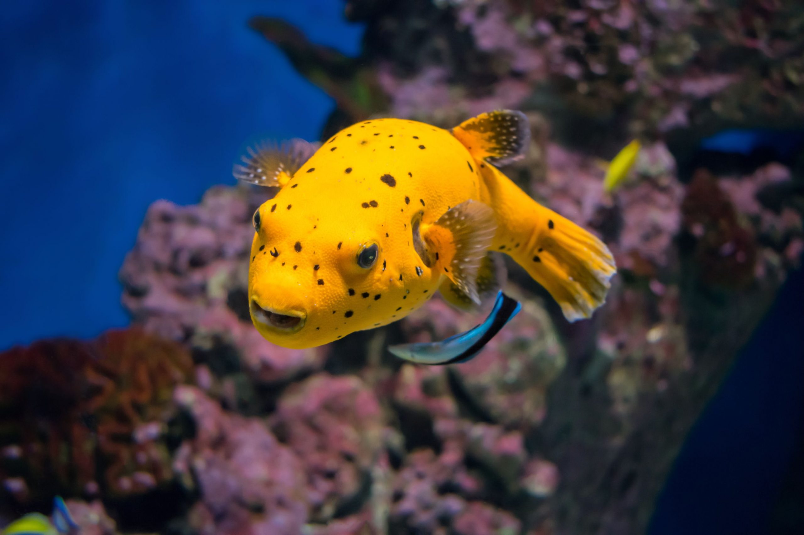 Gold Dogface Puffer – Petland Racine, WI