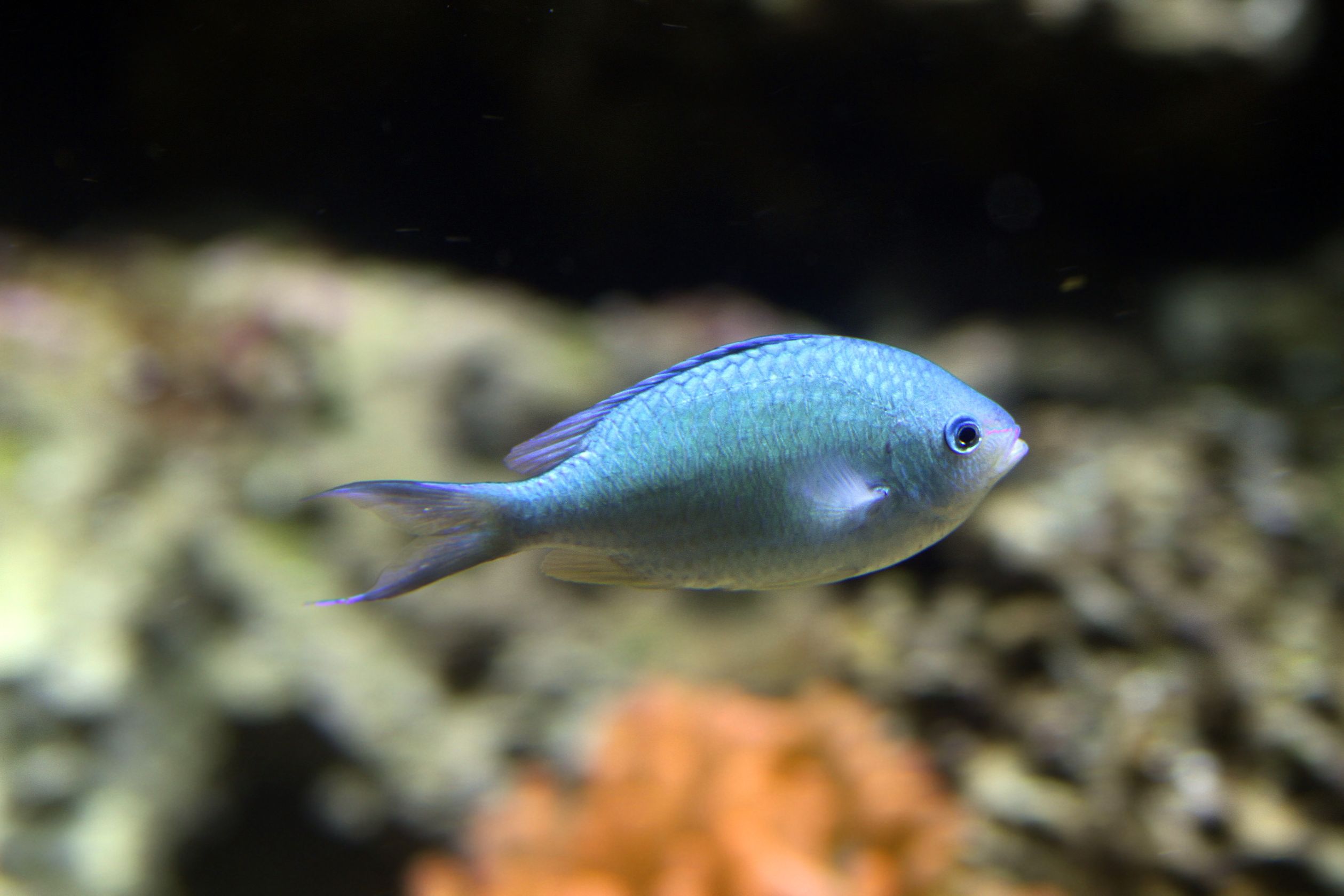 Green Chromis – Petland Racine, Wisconsin