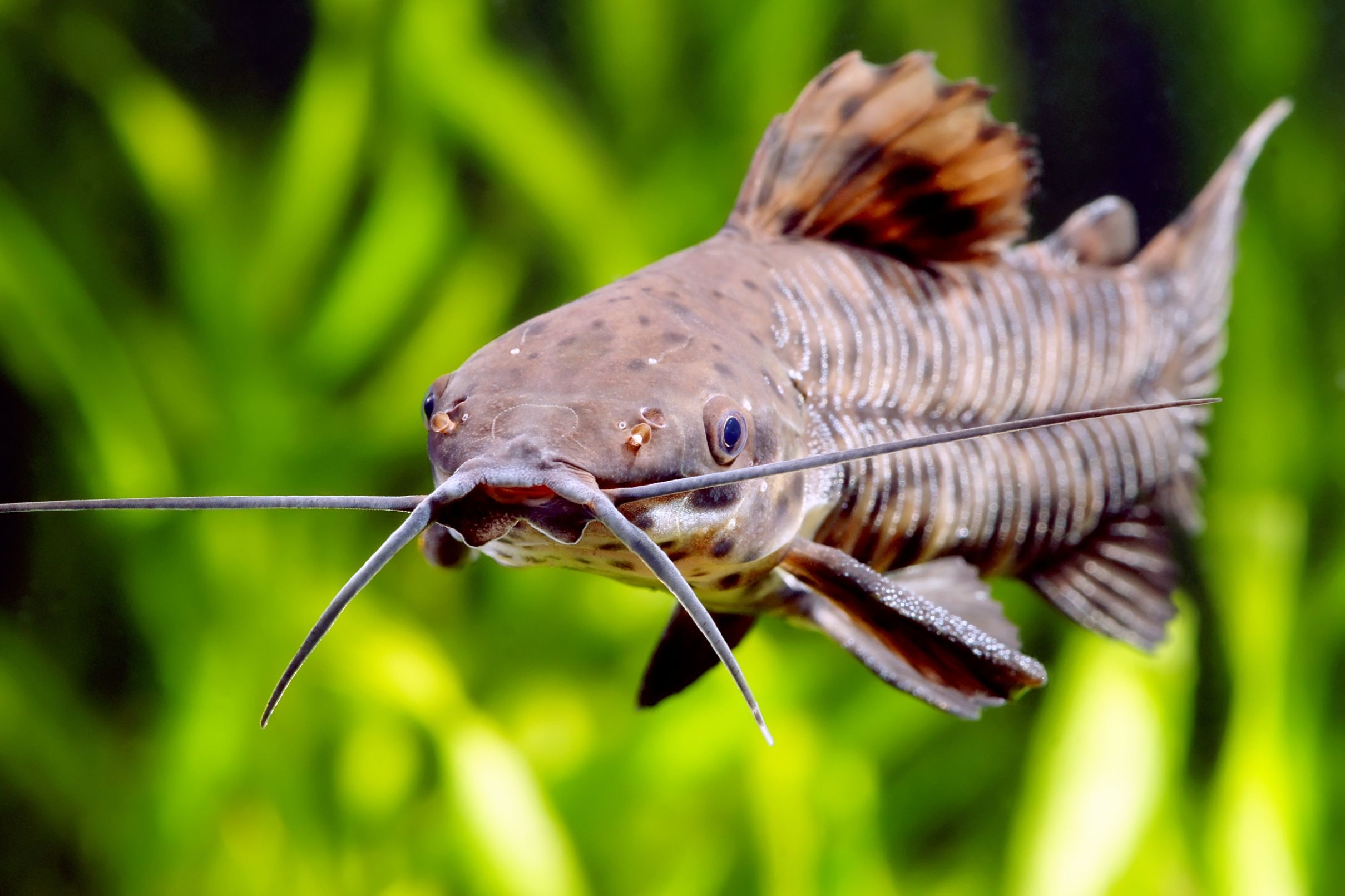 Striped Raphael Catfish – Petland Racine, Wisconsin