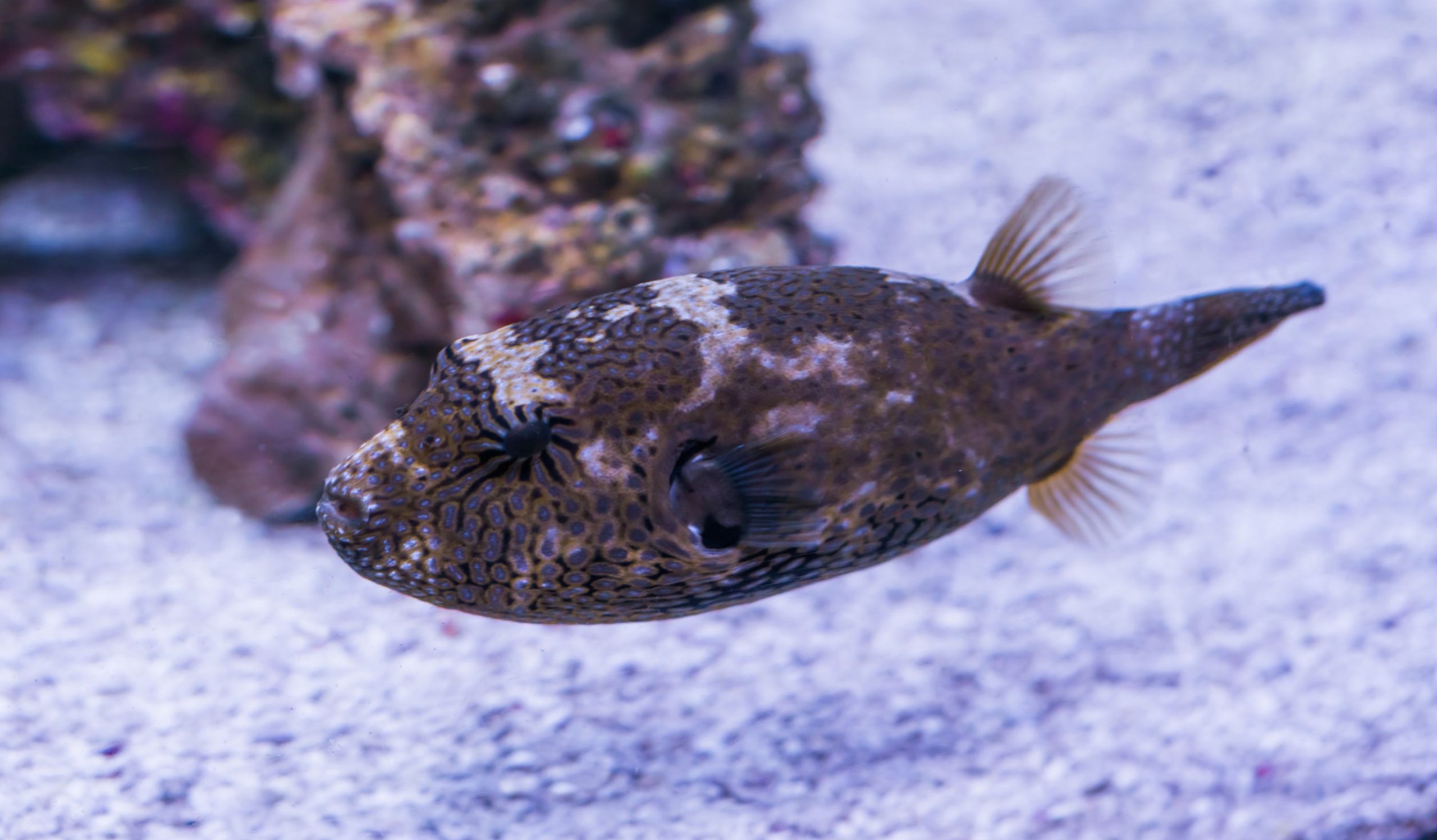 Mappa Puffer – Petland Racine, WI