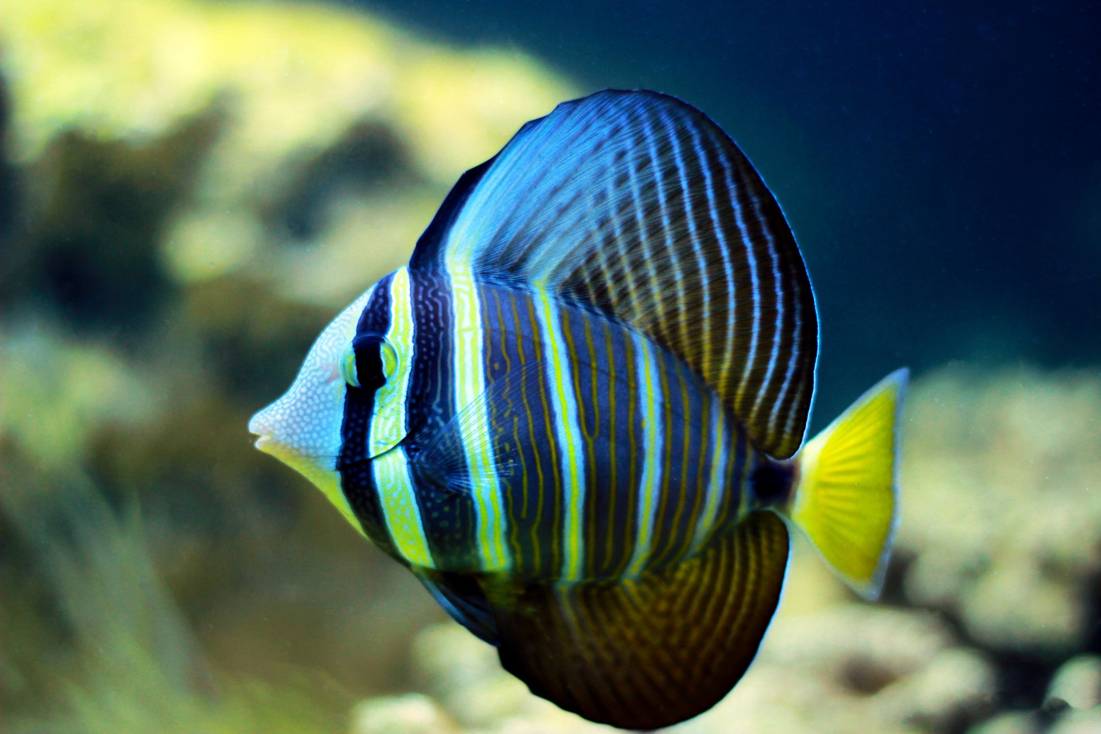 Sailfin Tang – Petland Racine, Wisconsin