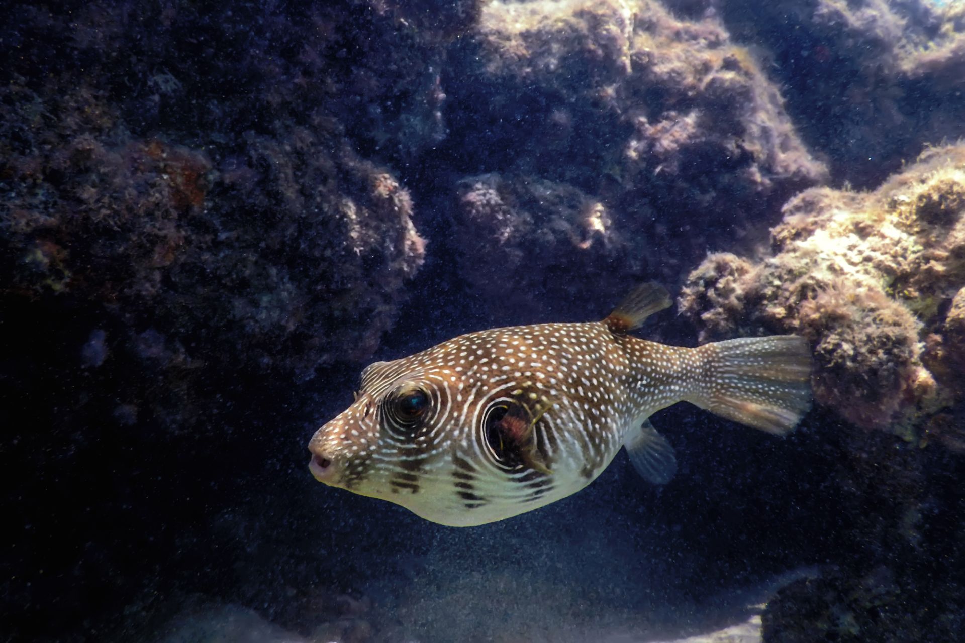 Star & Stripe Puffer – Petland Racine, Wisconsin