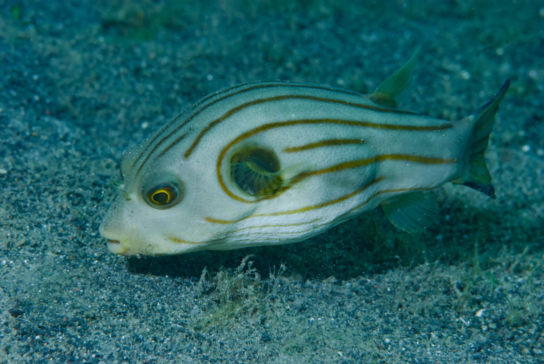 Striped Dogface Puffer – Petland Racine, WI