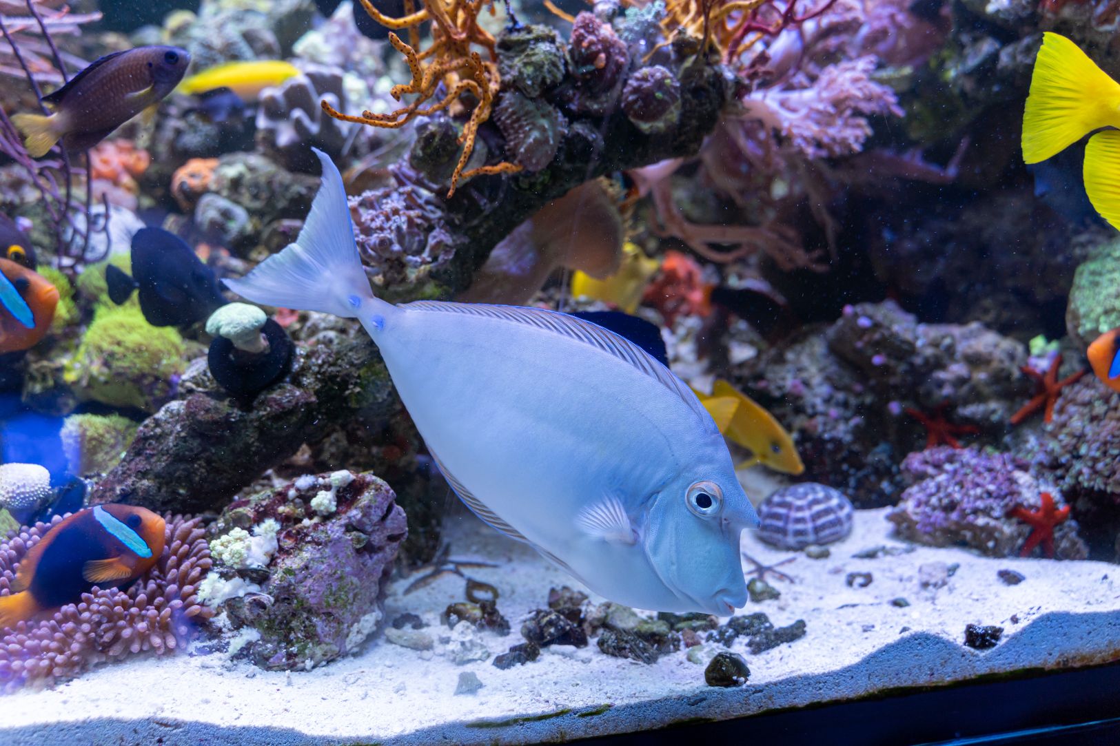 Unicorn Tang – Petland Racine, WI