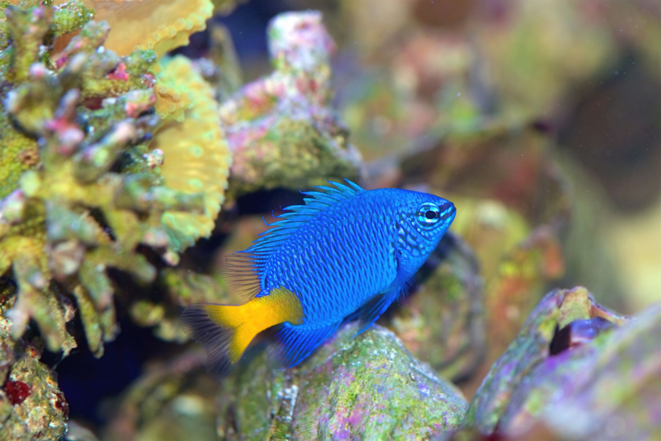 Yellowtail Blue Damsel – Petland Racine, WI