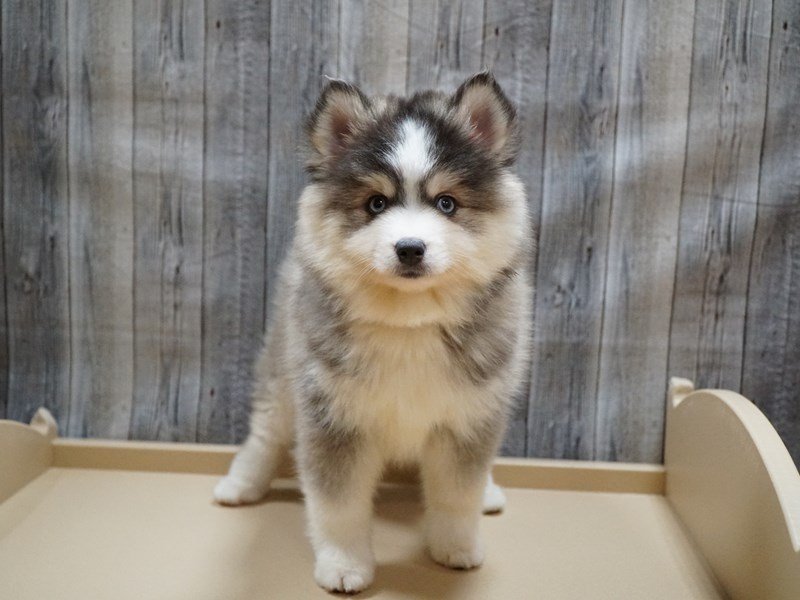 Pomsky Puppy Gray / White ID:27736 Located at Petland Racine, Wisconsin
