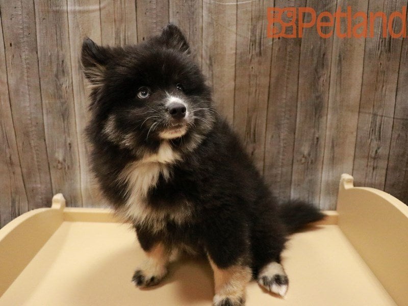 Pomsky Puppy Black / Tan ID:27761 Located at Petland Racine, Wisconsin