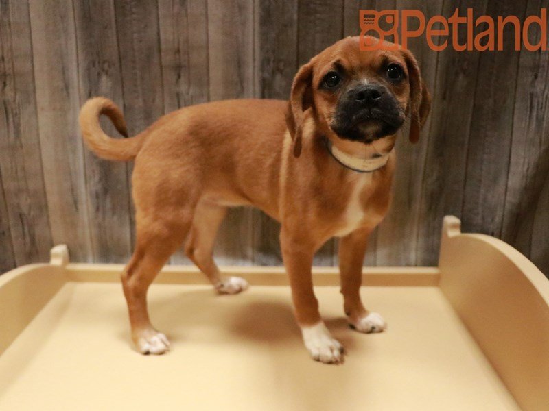Puggle Puppy Red Fawn ID:27853 Located at Petland Racine, Wisconsin