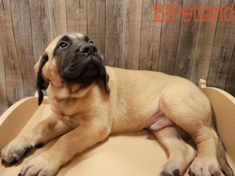 English Mastiff Puppy Fawn ID:27923 Located at Petland Racine, Wisconsin