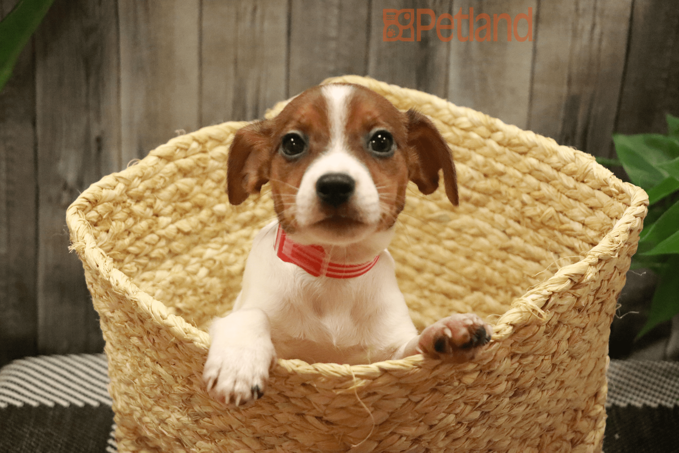 What Age Do Jack Russells Stop Teething