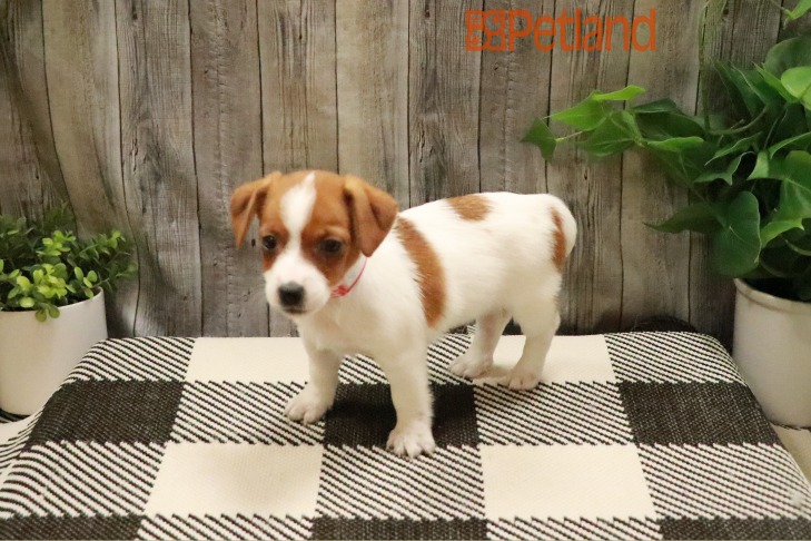 Jack Russell Terrier Puppies - Breed Info - Petland Racine, WI