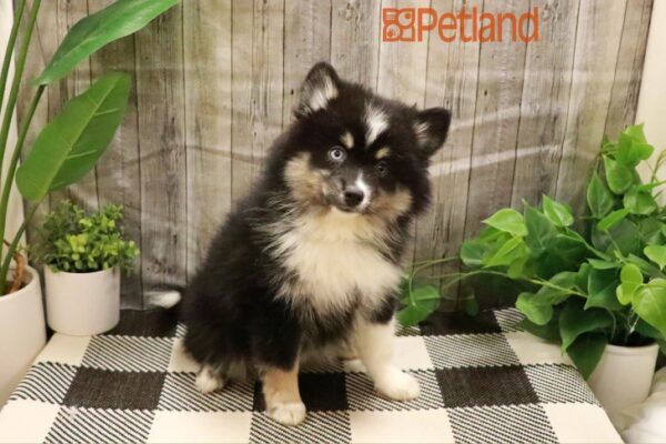 Pomsky-DOG-Female-Chocolate-3538375-Petland Racine, WI