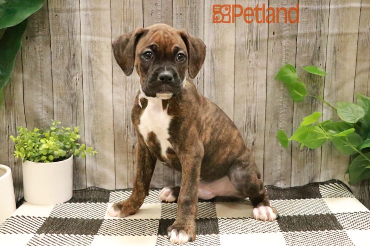 Boxer Puppies For Sale – Petland Racine, WI