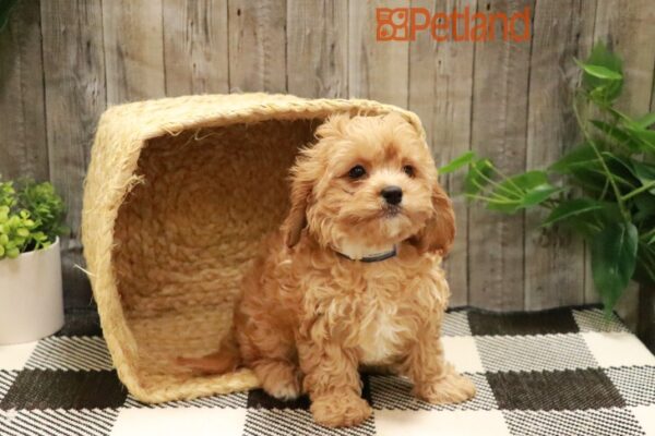 Cavapoo-DOG-Female-Sable / White-2409837-Petland Racine, WI