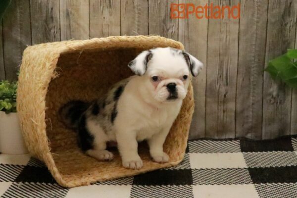 Pug Puppies - Breed Info - Petland Racine, WI