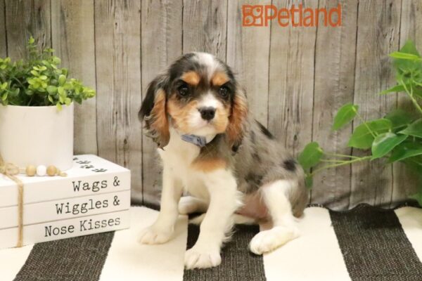 Cavalier King Charles Spaniel – Petland Racine, Wisconsin
