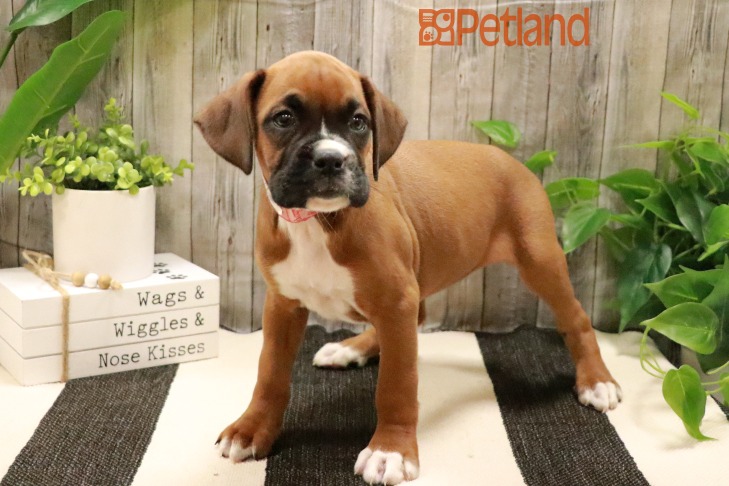 View Boxer Puppy Photos – Petland Racine, Wisconsin