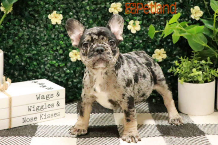 French Bulldog Puppies For Sale – Petland Racine, Wisconsin