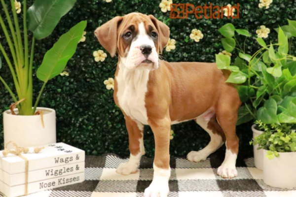 Puppies for Sale - Petland Racine, Wisconsin