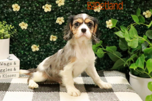 Cavalier King Charles Spaniel Puppy Tri-Colored ID:27869 Located at ...