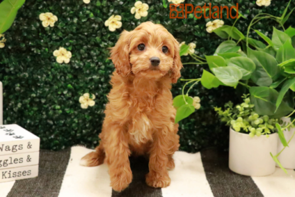 Cavapoo Puppy Cream ID:27918 Located at Petland Racine, Wisconsin