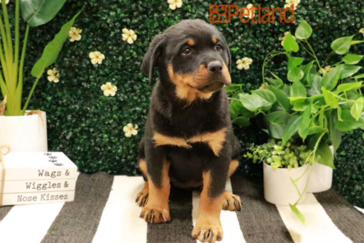 Rottweiler Puppies - Breed Info - Petland Racine, Wisconsin