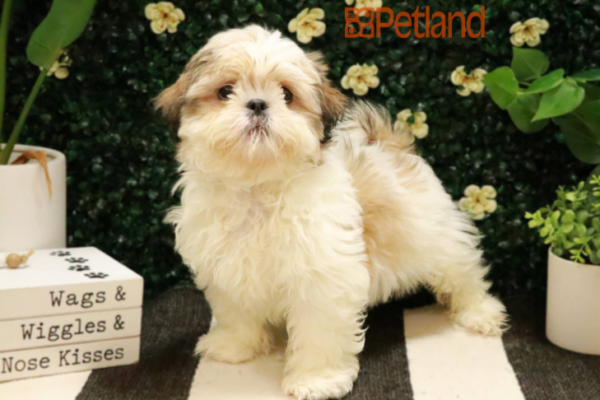 Shih Tzu Puppies For Sale – Petland Racine, Wisconsin