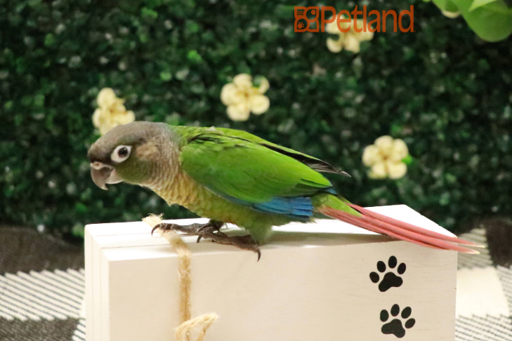 Birds Available for Sale - Petland Racine, Wisconsin Pet Store