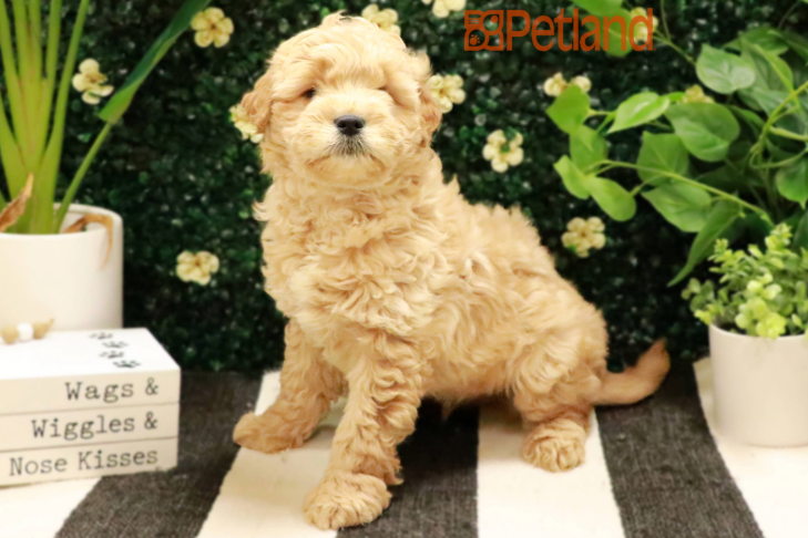 Goldendoodle Mini 2nd Gen Puppies For Sale – Petland Racine, Wisconsin
