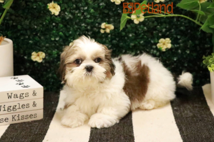 Shih Tzu Puppies For Sale – Petland Racine, Wisconsin