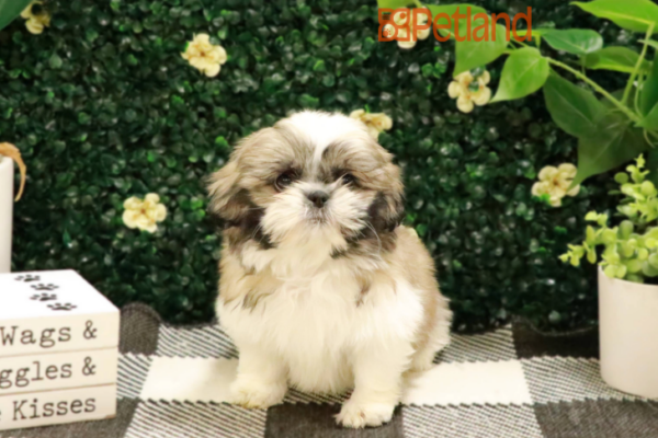 Shih Tzu Puppies For Sale – Petland Racine, Wisconsin