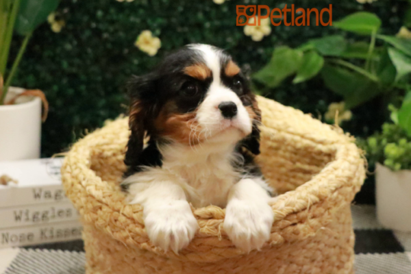 Cavalier King Charles Spaniel Puppy Blue Merle ID:27842 Located at ...