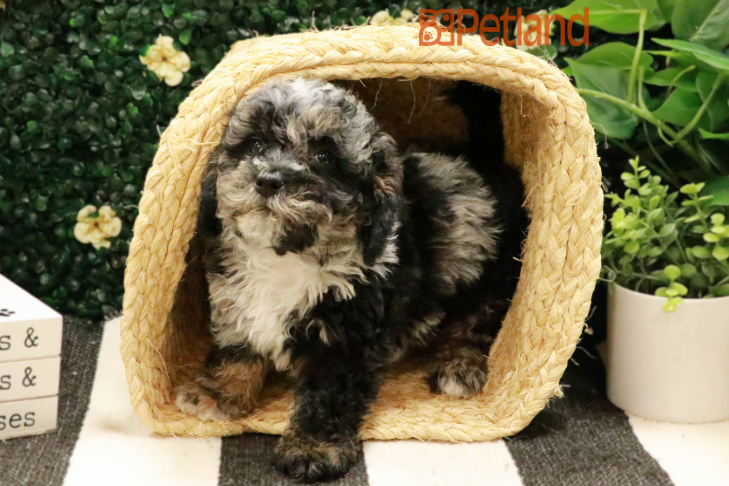 Available Pets – Petland Racine, Wisconsin