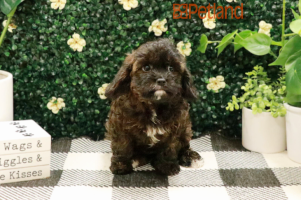 Cavapoo Puppies For Sale – Petland Racine, Wisconsin
