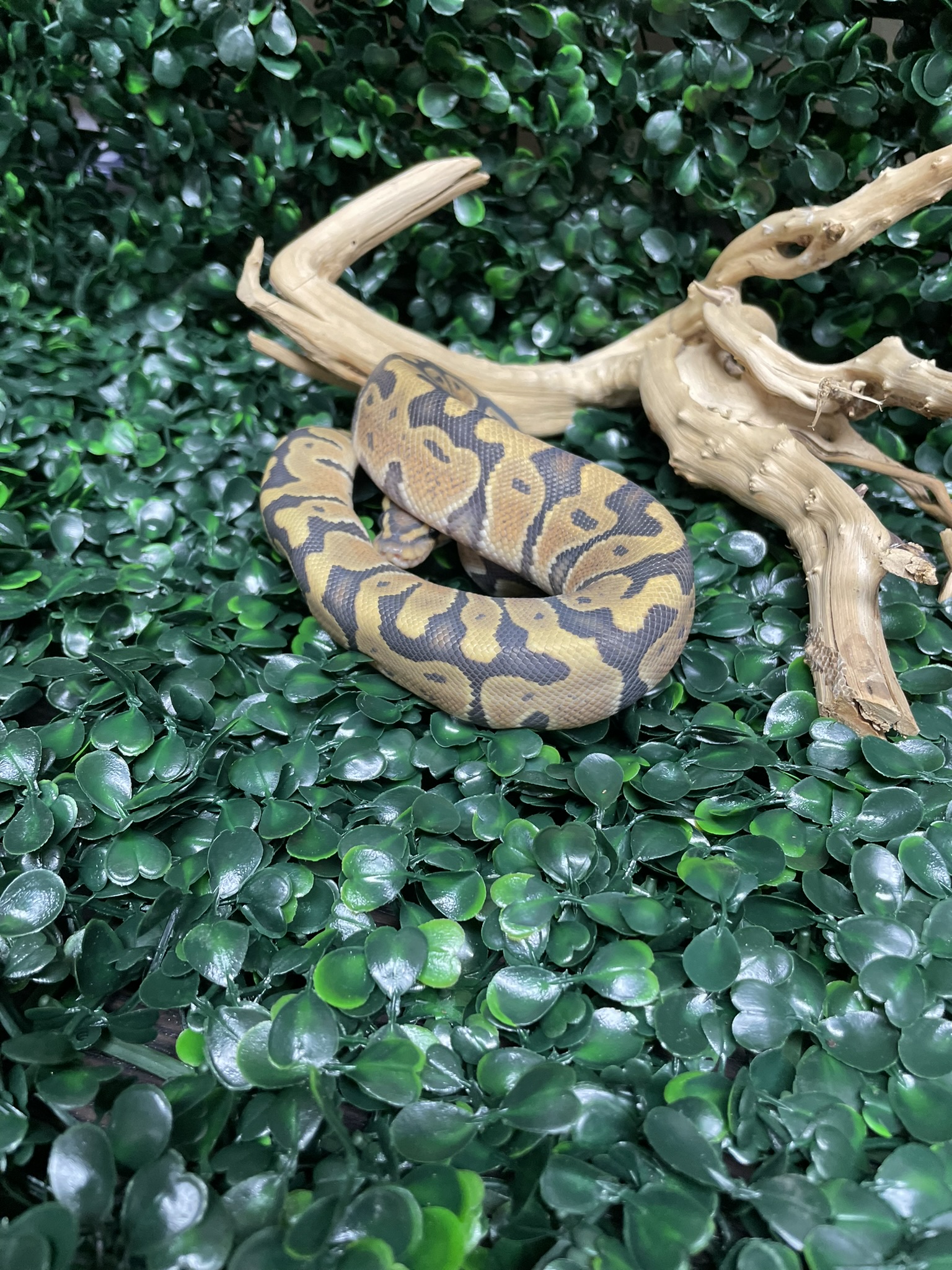 Ball Python – Petland Racine, Wisconsin