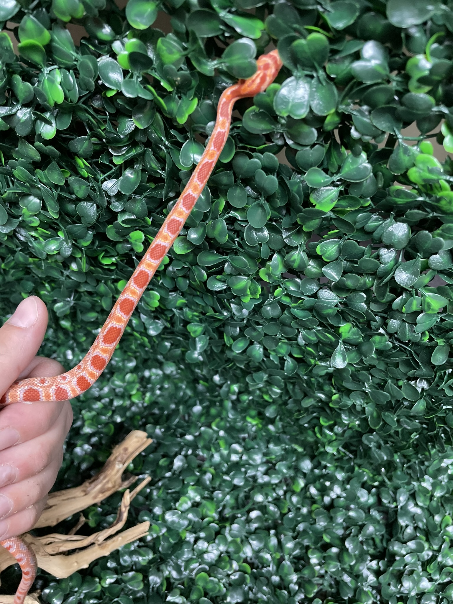 Corn Snake For Sale – Petland Racine, Wisconsin