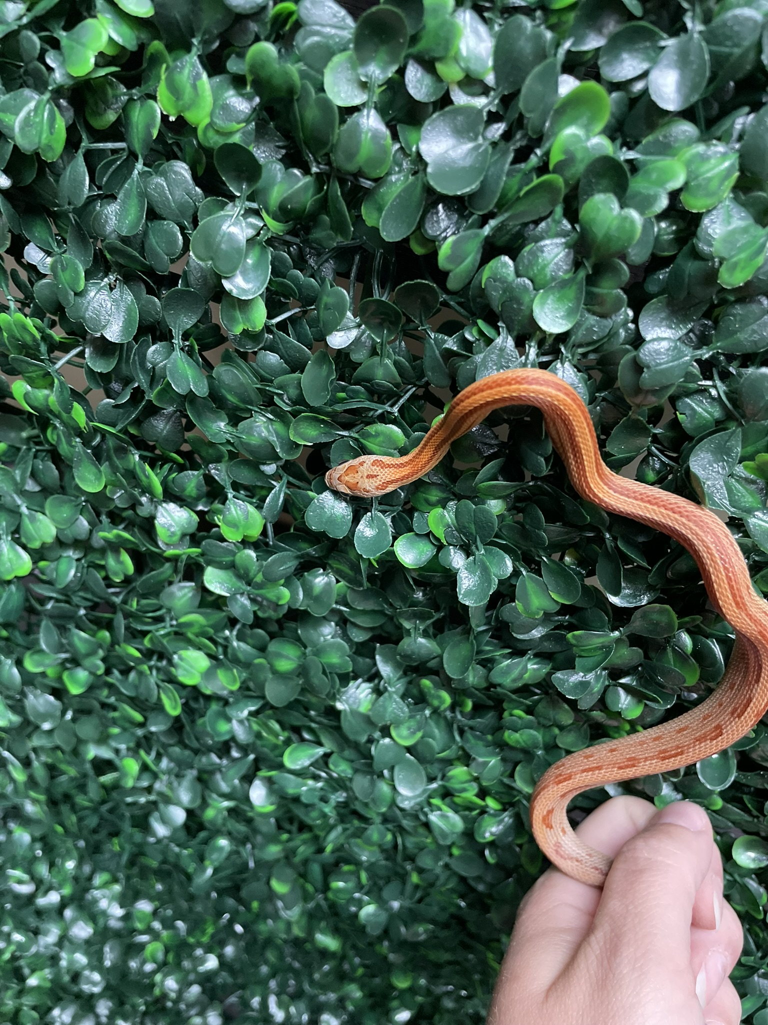 Corn Snake For Sale – Petland Racine, Wisconsin
