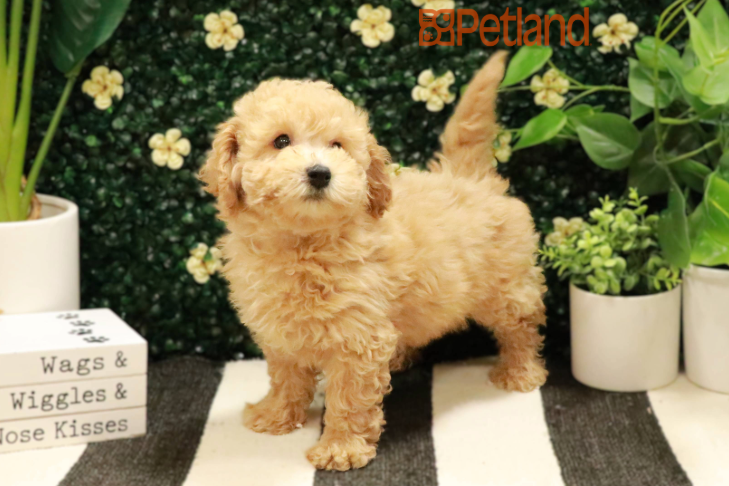 Available Pets – Petland Racine, Wisconsin