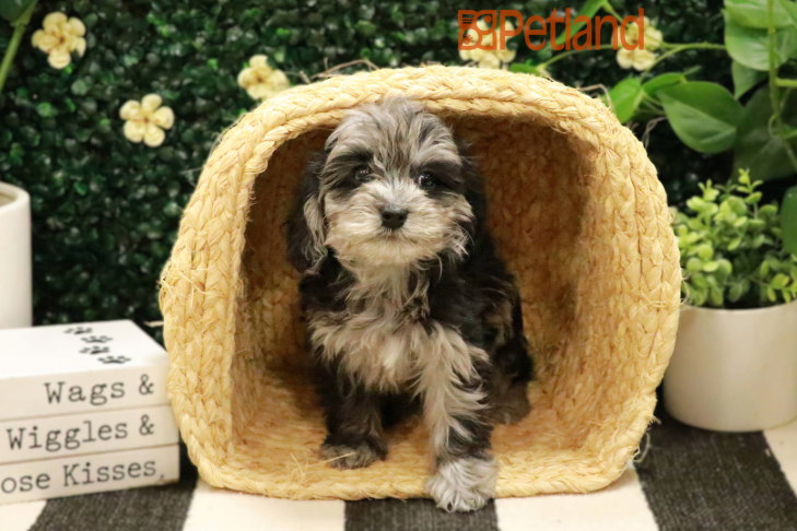 Available Pets – Petland Racine, Wisconsin