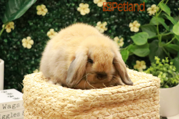 Available Pets – Petland Racine, Wisconsin