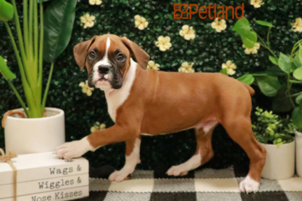 Puppies for Sale - Petland Racine, Wisconsin