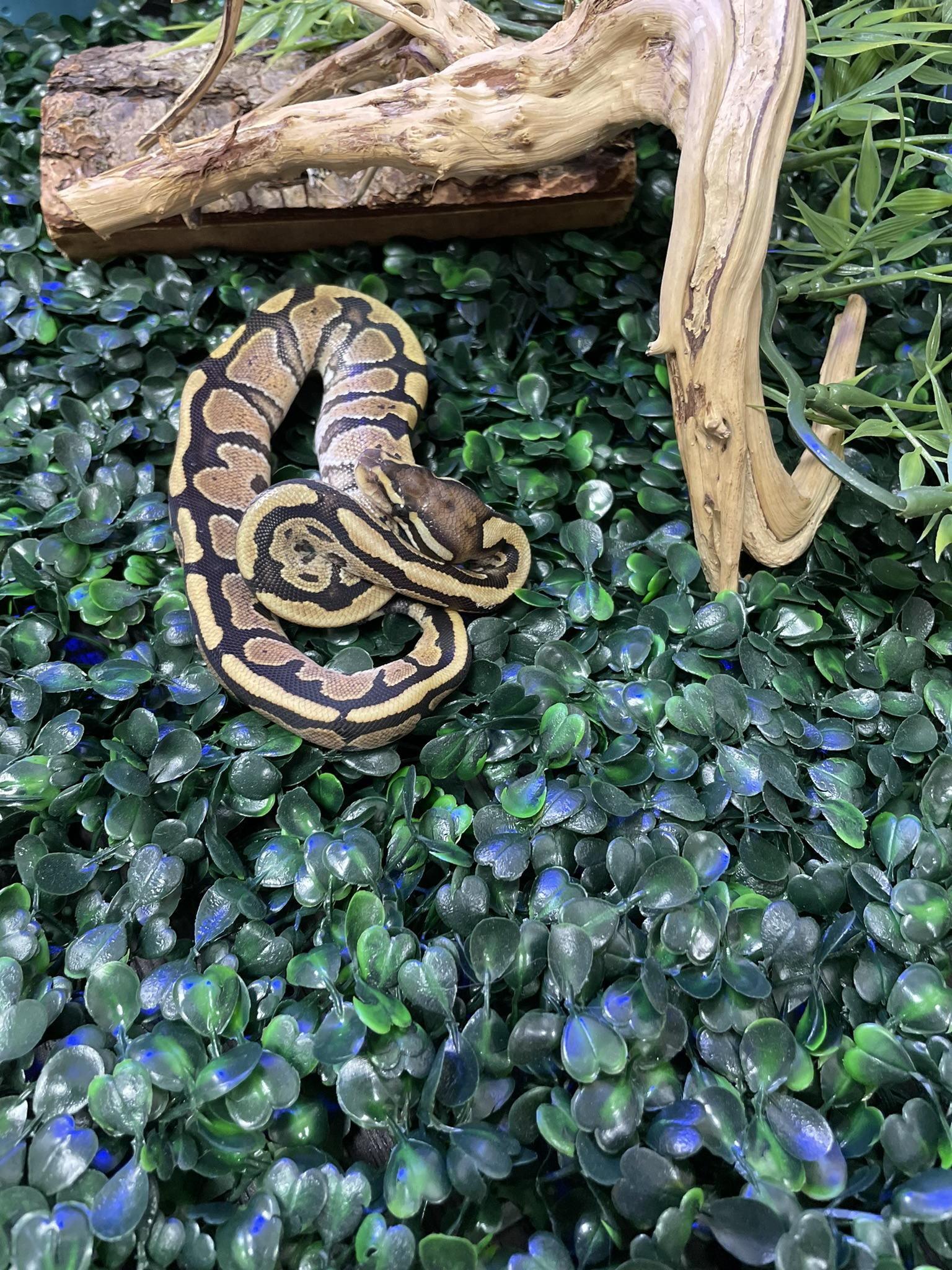 Ball Python – Petland Racine, Wisconsin